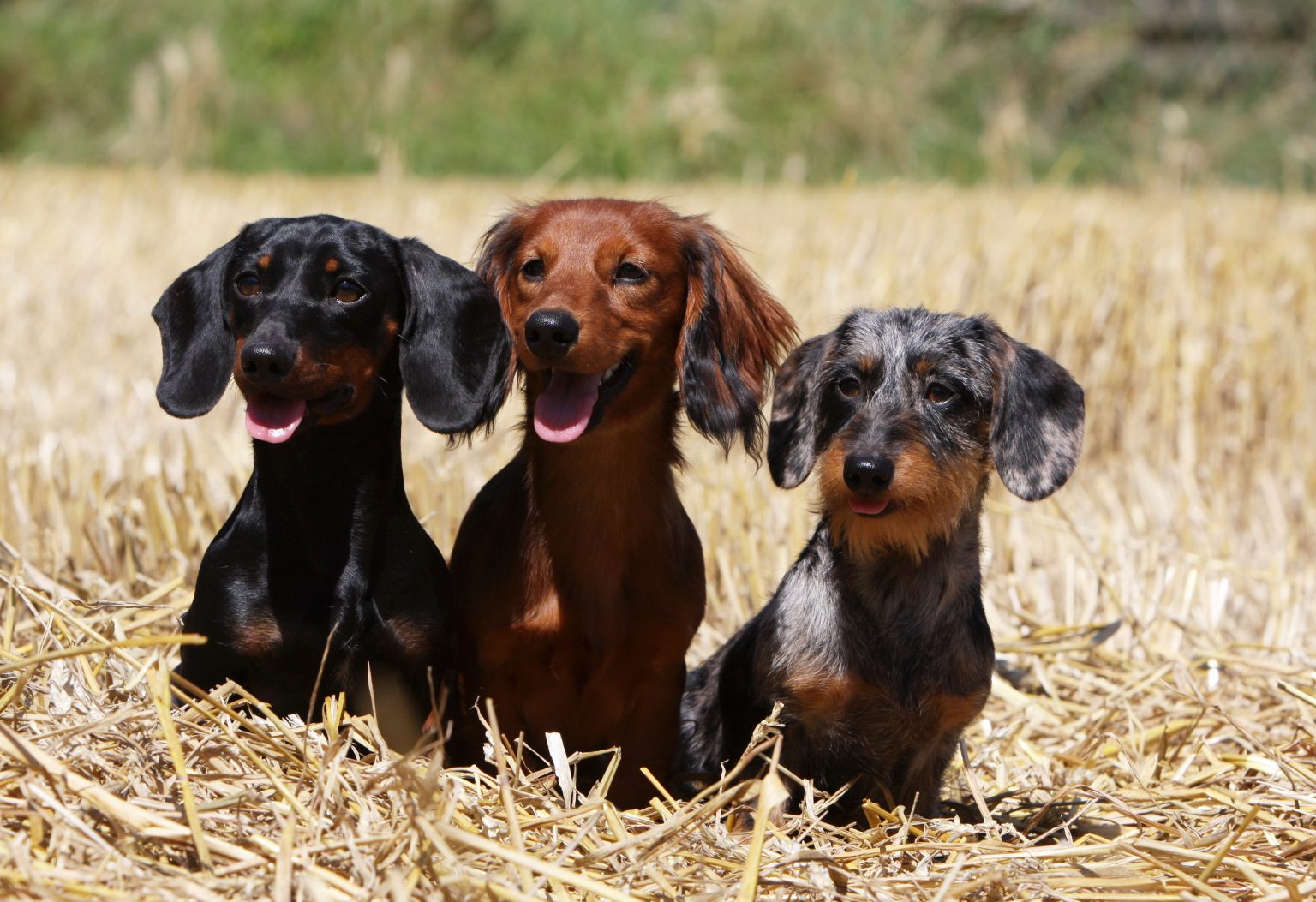 Het uiterlijk van de Teckel - Teckelpedia