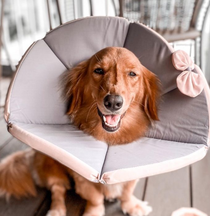 Teckel kruisingen - Teckelpedia