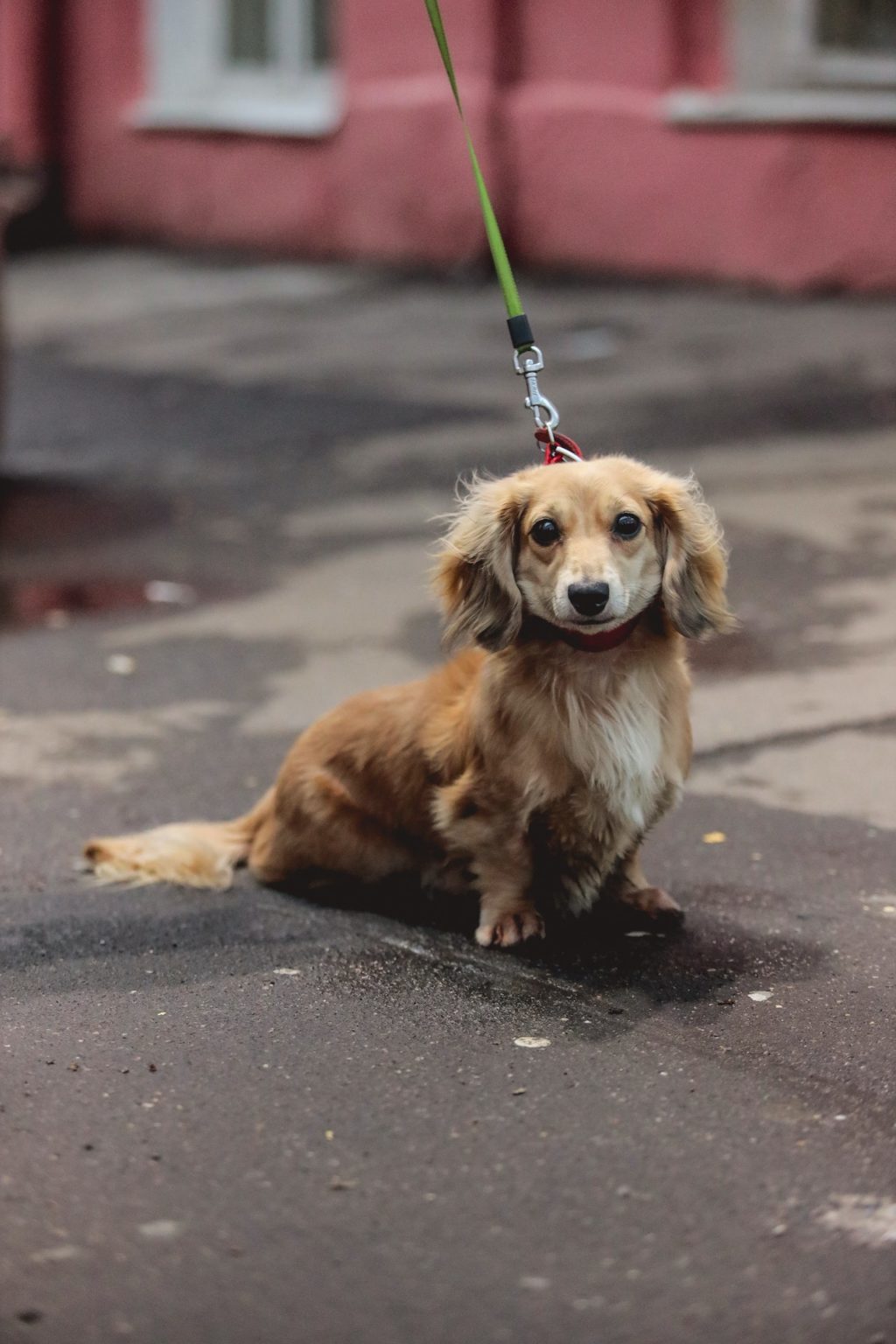 Blonde teckel - Teckelpedia